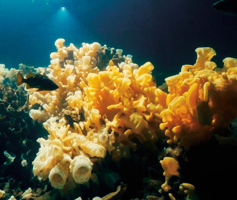 The Glass Sea Sponge - Henriquez Partners Architects